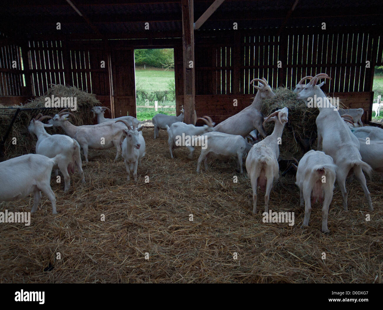 Goats in the barn of a farm in Normandy,France Stock Photo - Alamy