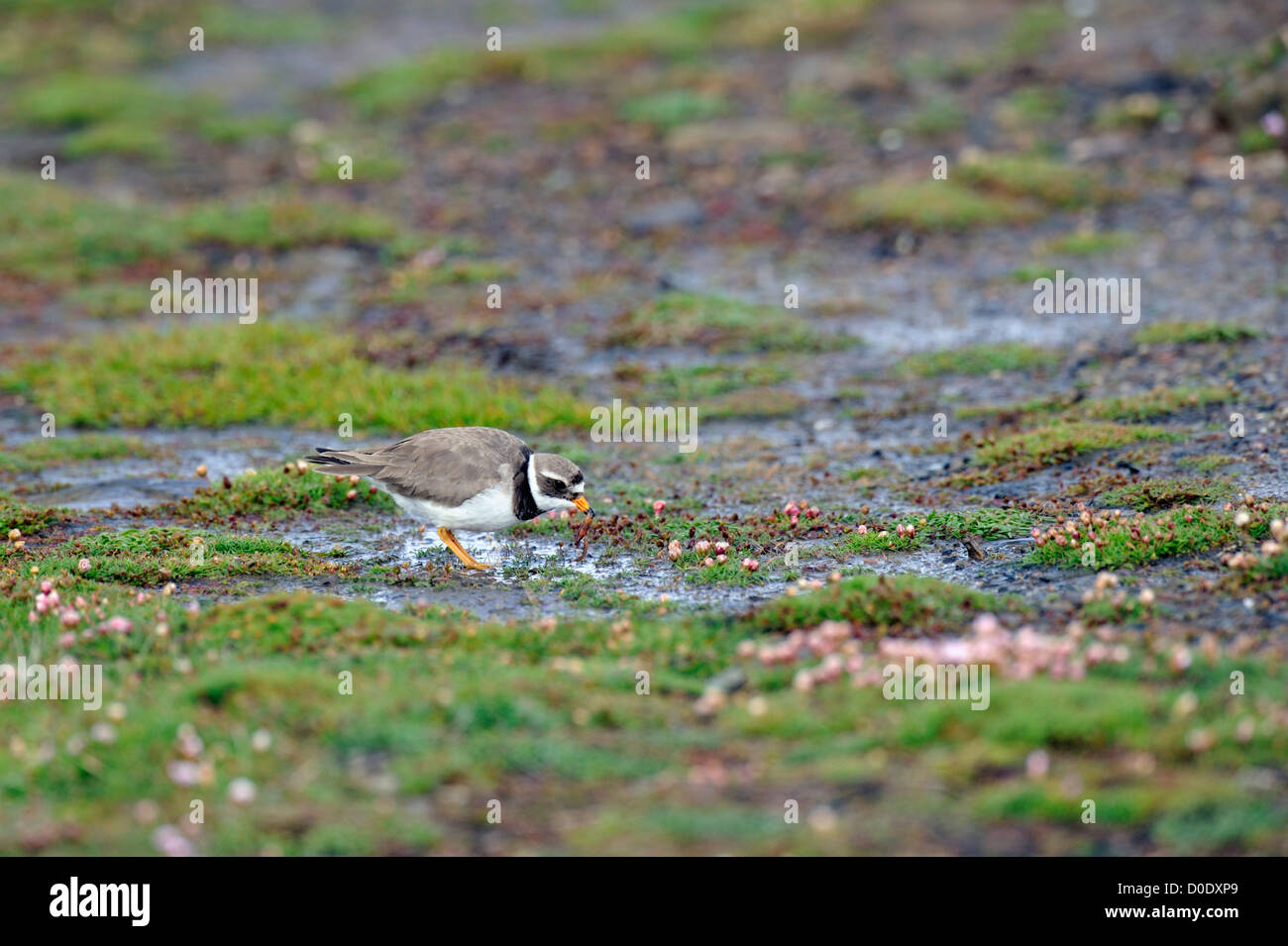 Common ringed plover hi-res stock photography and images - Alamy