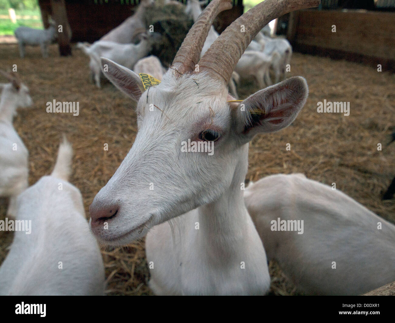 France goat cheese farm hi-res stock photography and images - Alamy