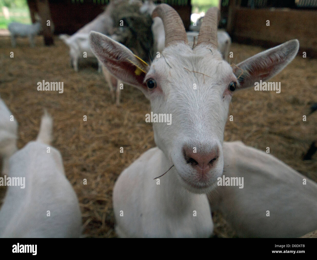 Goats in the barn of a farm in Normandy,France Stock Photo - Alamy