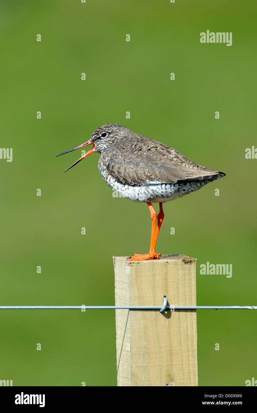 Redshank portrait hi-res stock photography and images - Alamy
