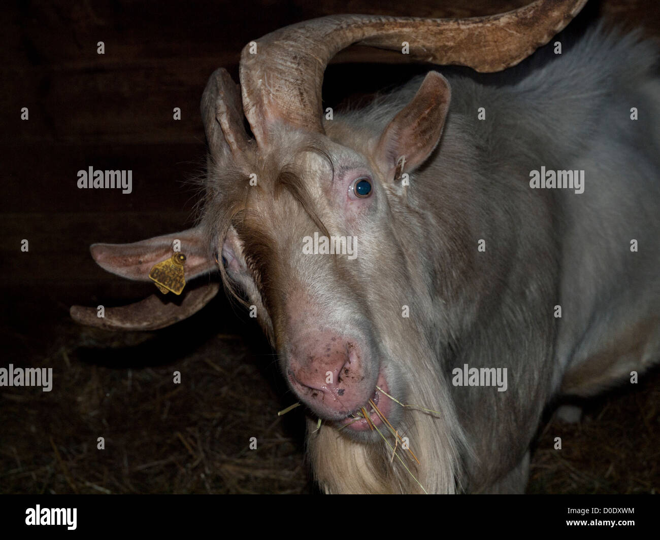 Goat flocks hi-res stock photography and images - Alamy