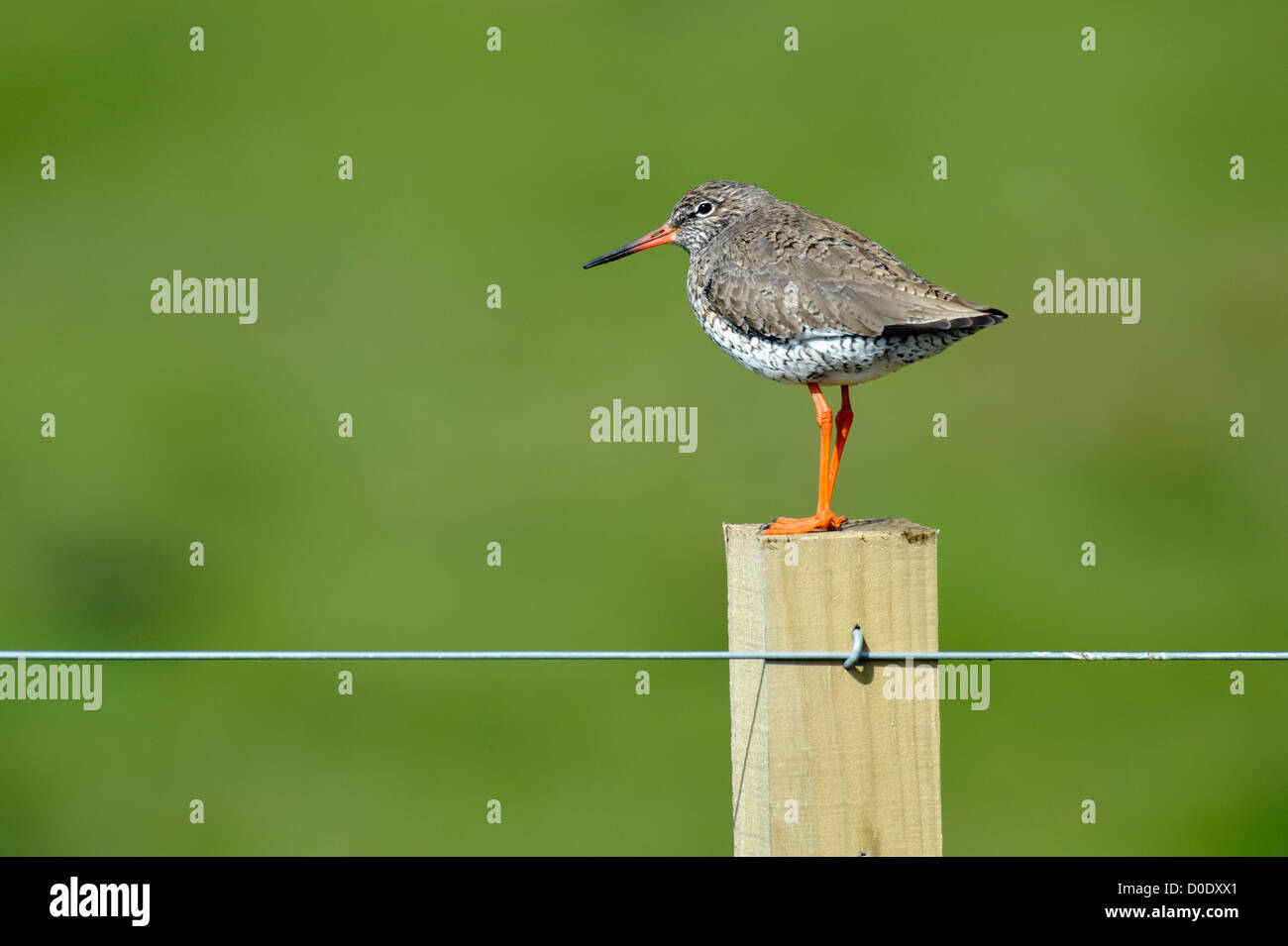 Redshank scotland hi-res stock photography and images - Alamy