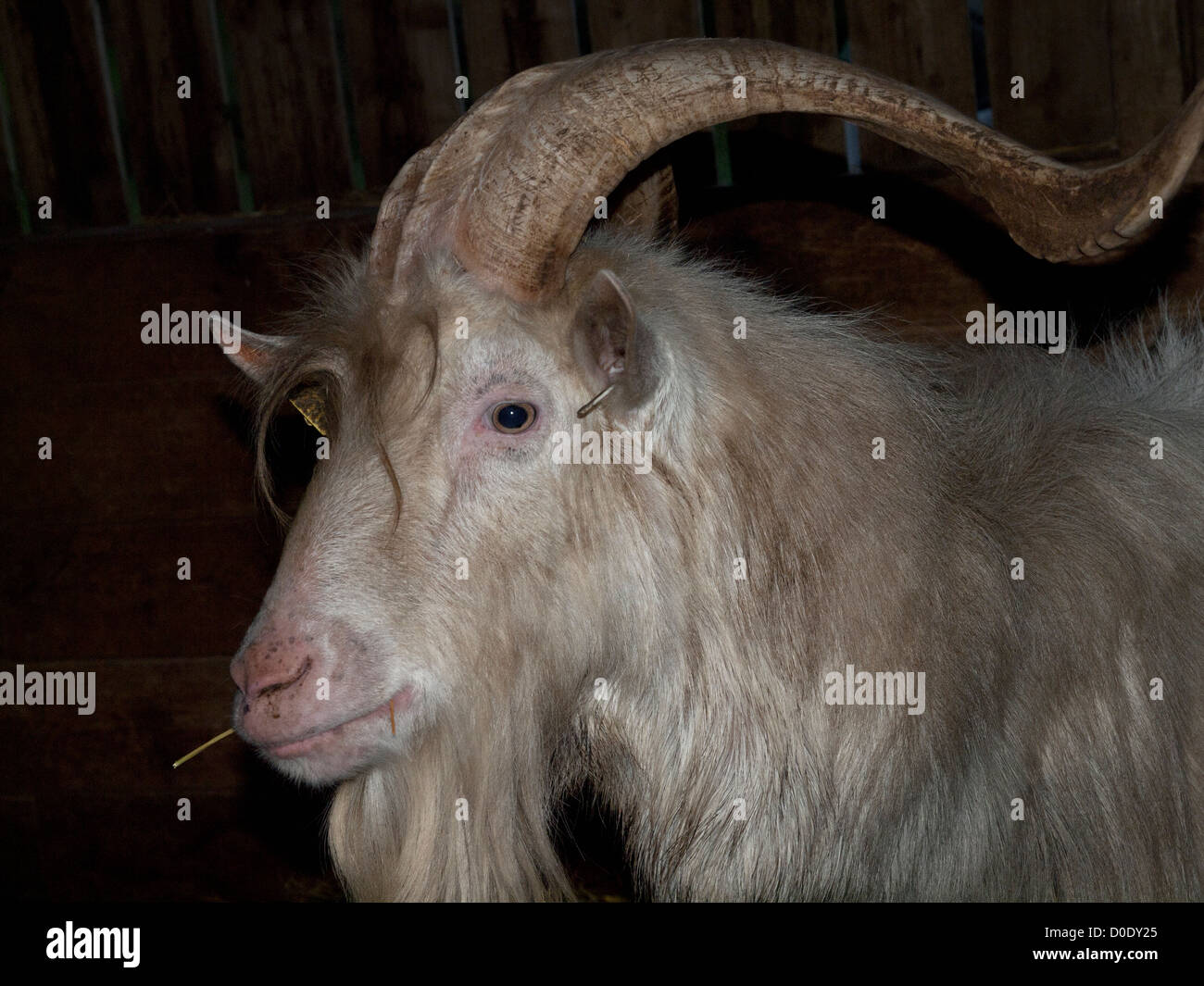 Goats in the barn of a farm in Normandy,France Stock Photo - Alamy