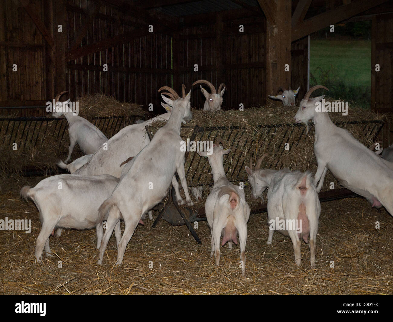 Goats in the barn of a farm in Normandy,France Stock Photo - Alamy