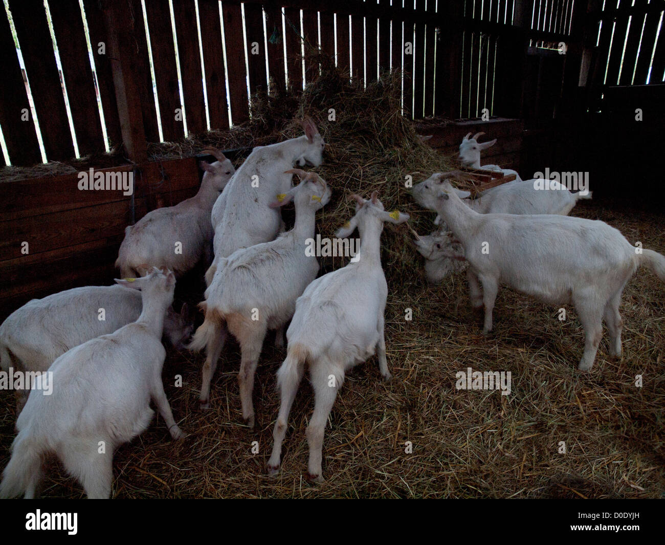Goats in the barn of a farm in Normandy,France Stock Photo - Alamy