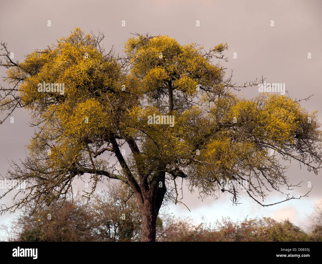 Trees in the Normandy countryside during autumn Stock Photo - Alamy