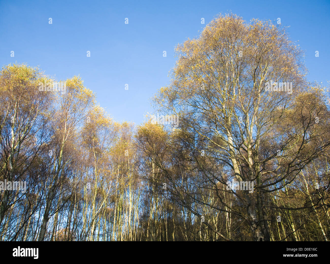 Silver birch trees autumn hi-res stock photography and images - Alamy