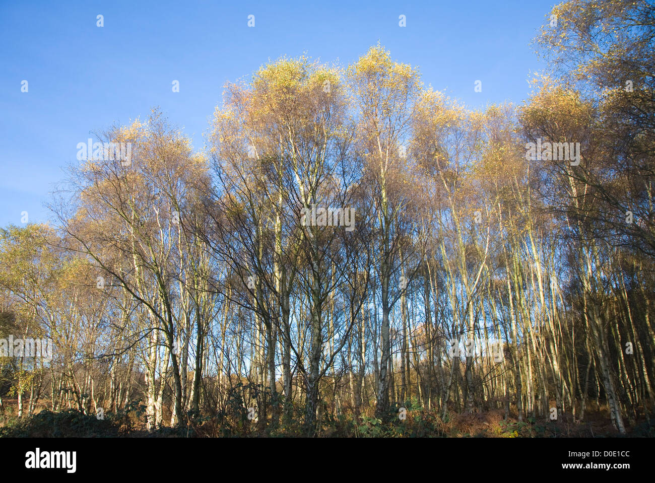 Betula pendula silver birch trees autumn Suffolk Sandlings heathland ...