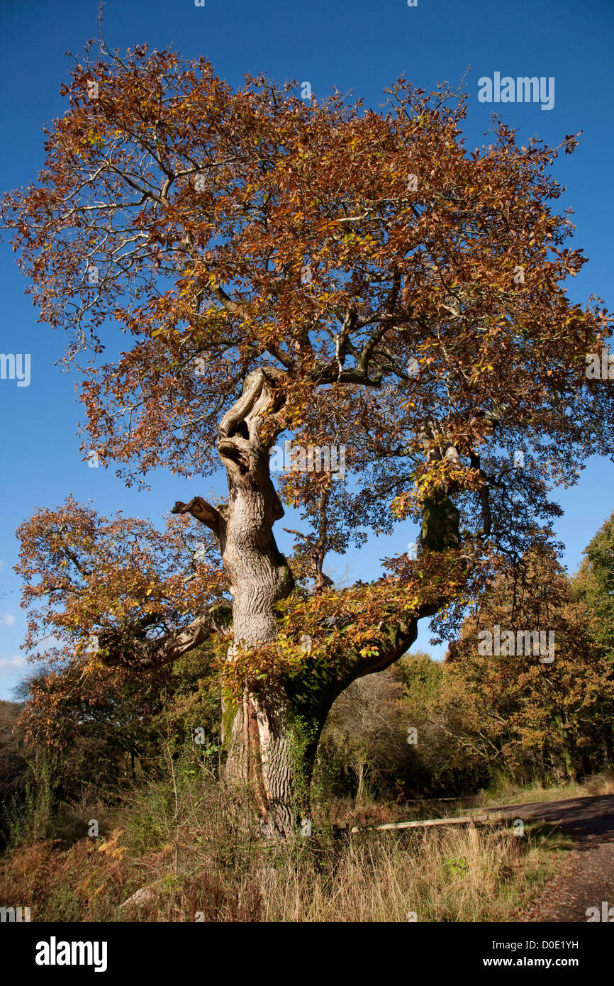 One of the many ancient oak trees in Savernake Forest near Marlborough ...