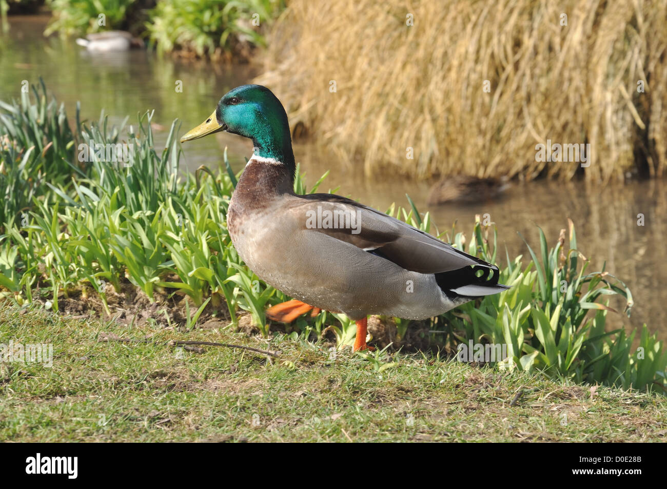 Molting duck hi-res stock photography and images - Alamy