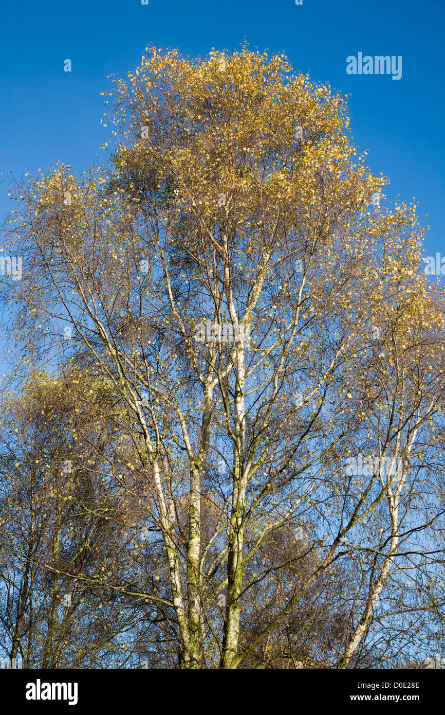 Betula pendula silver birch trees autumn Suffolk Sandlings heathland ...