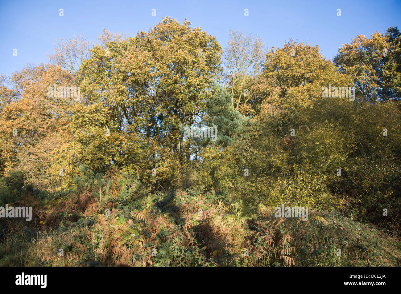 Autumn trees Dunwich Forest, Suffolk, England Stock Photo - Alamy