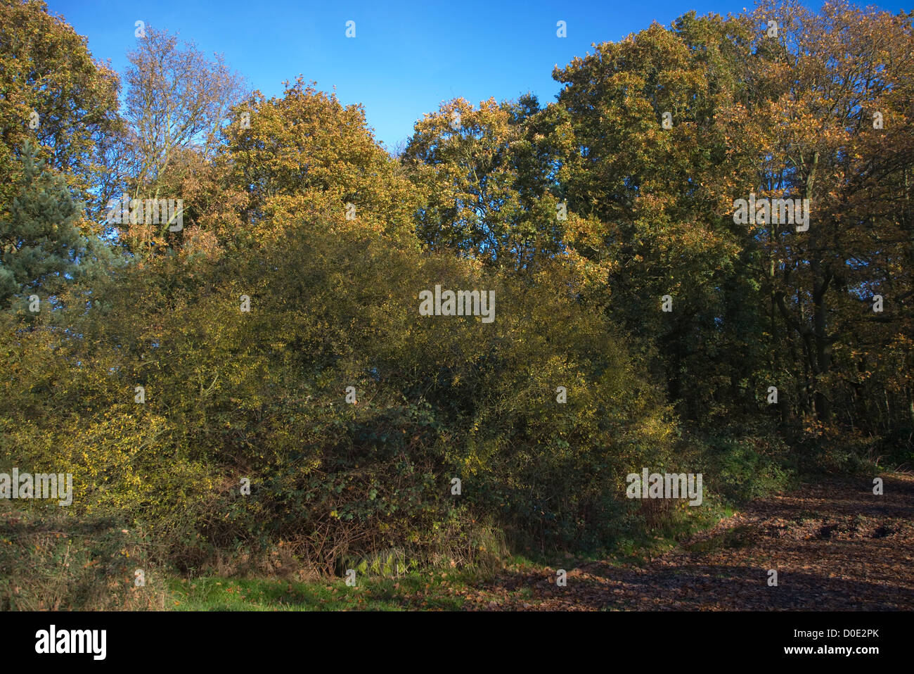Suffolk woods autumn hi-res stock photography and images - Alamy