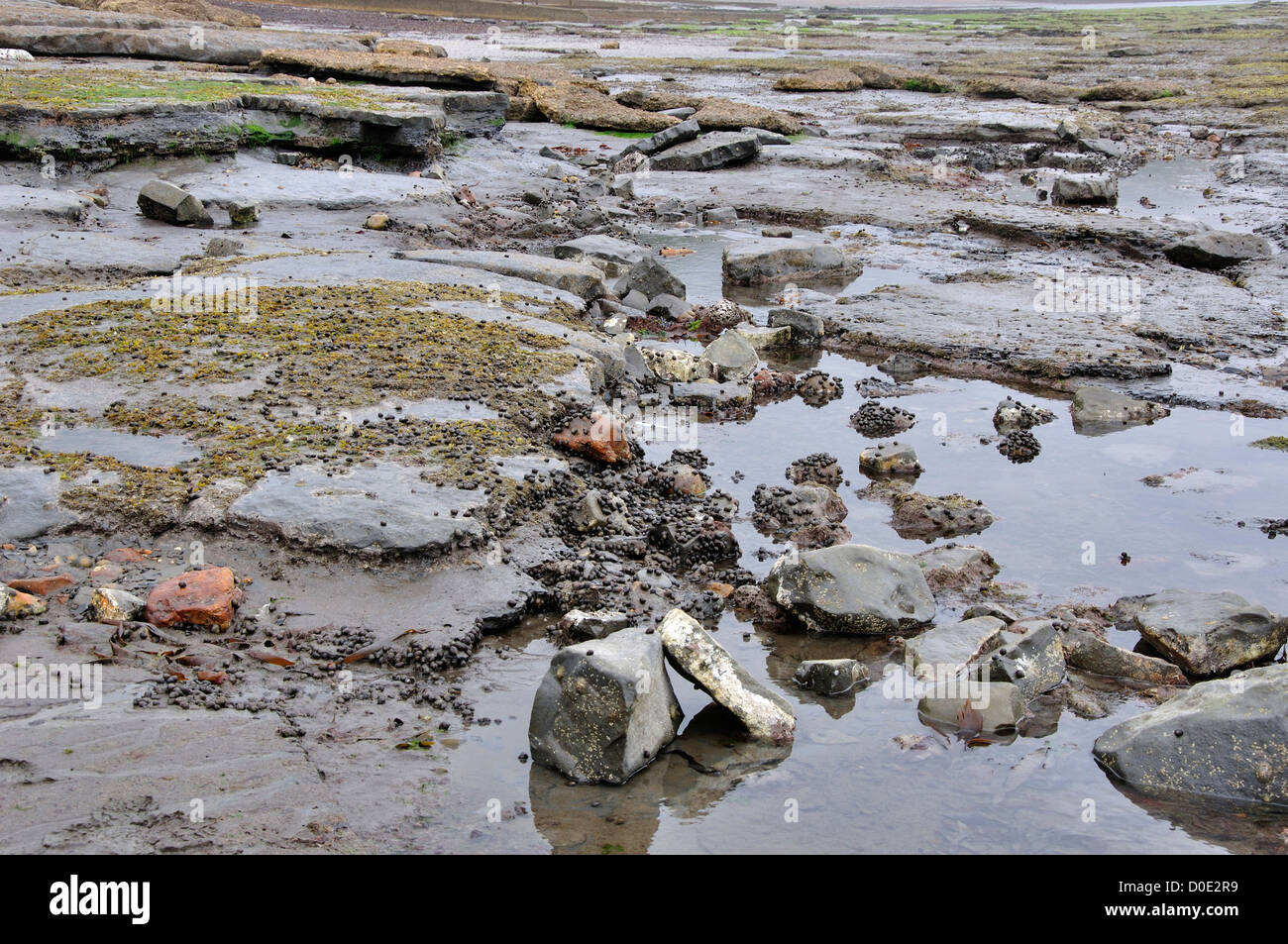 Rock pools at low tide at Lyme Regis Dorset UK Stock Photo - Alamy