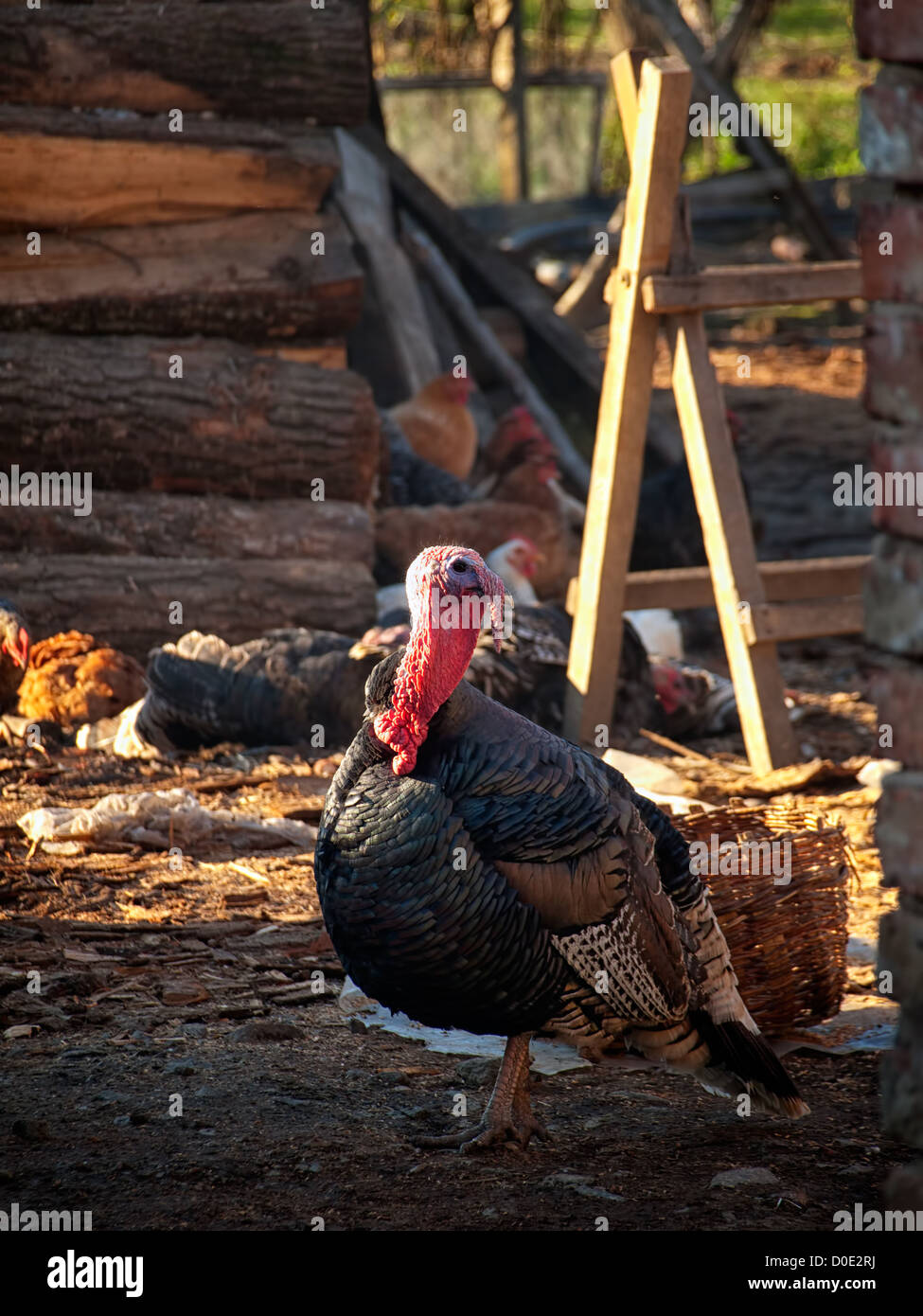 Big turkey cock in a rural environment Stock Photo - Alamy