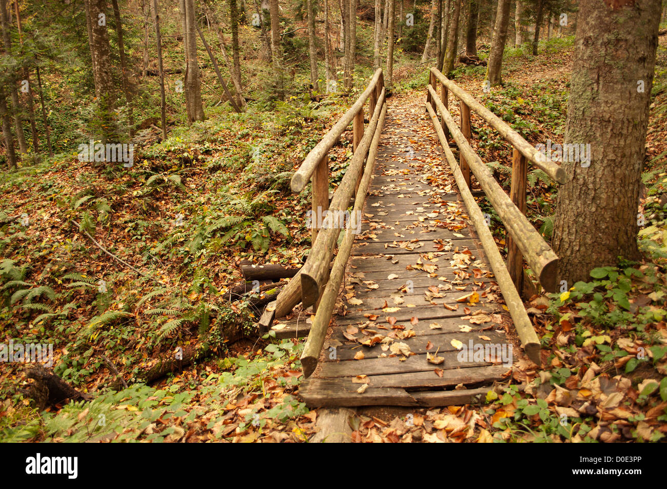 Wood bridge in woods hi-res stock photography and images - Alamy