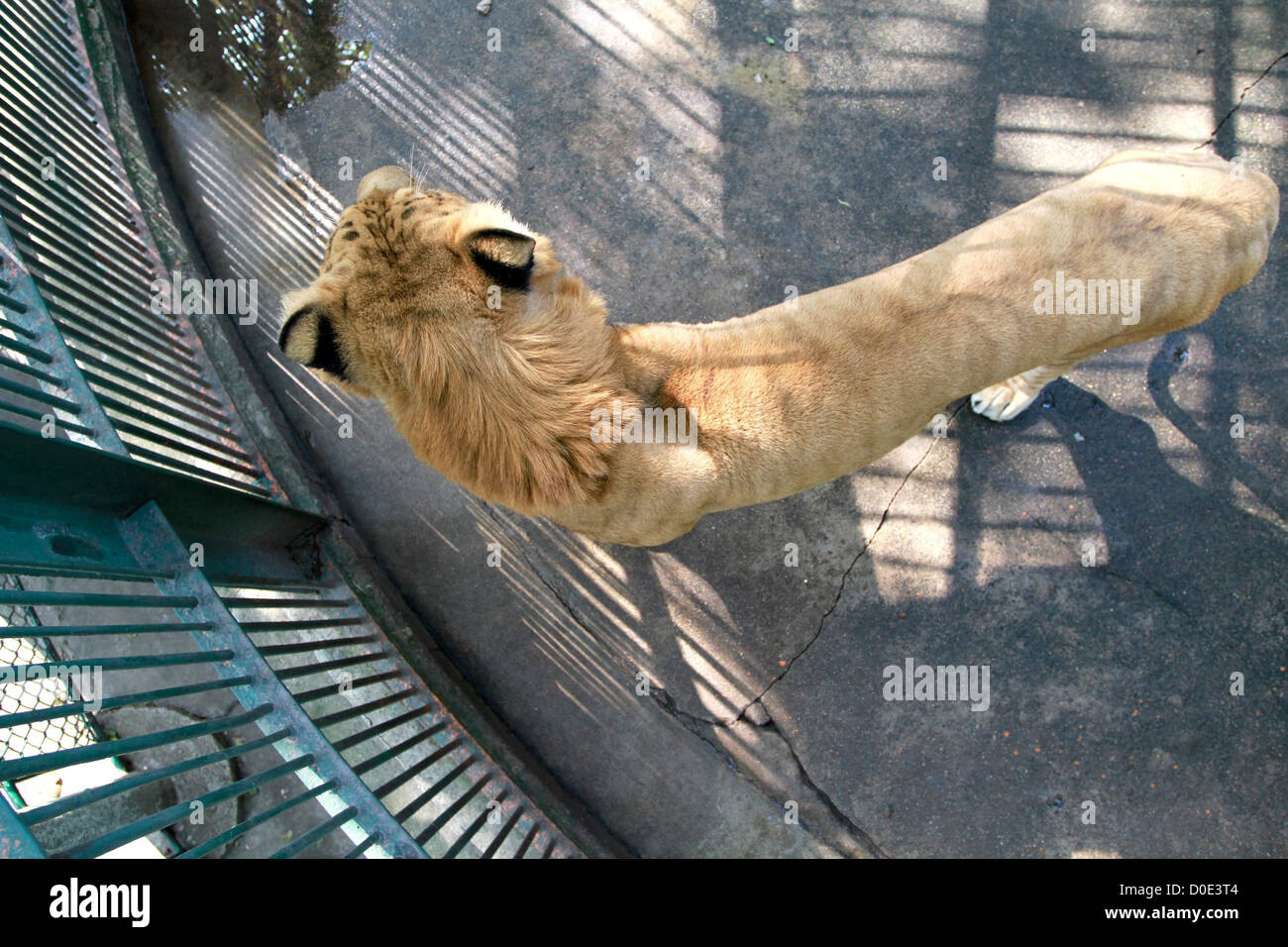 Liger hi-res stock photography and images - Alamy