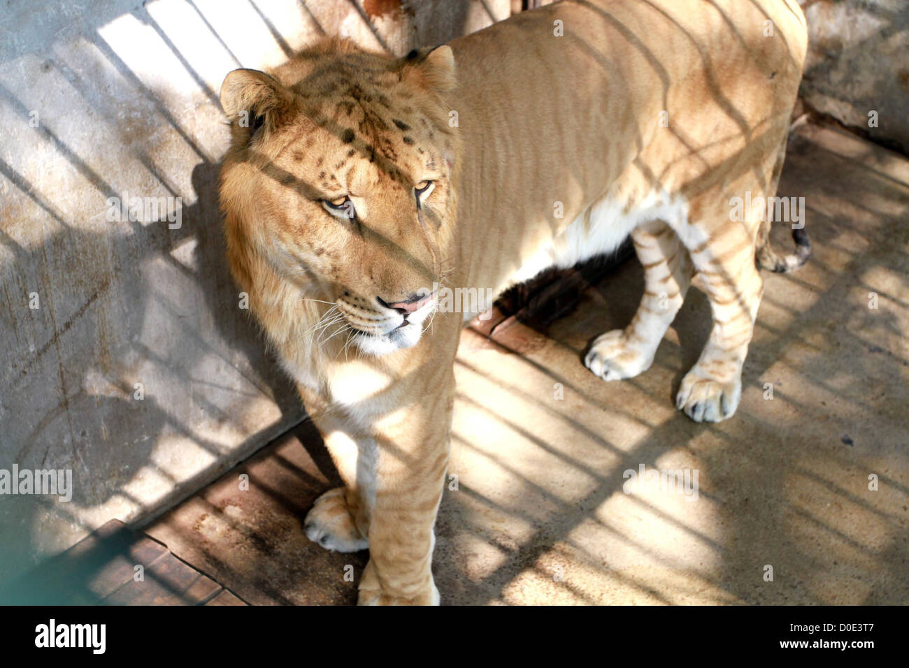 Chinese Liger A trainer plays with a rare liger in the Gantang Zoo in ...