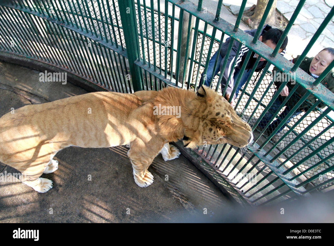 Chinese Liger A trainer plays with a rare liger in the Gantang Zoo in ...