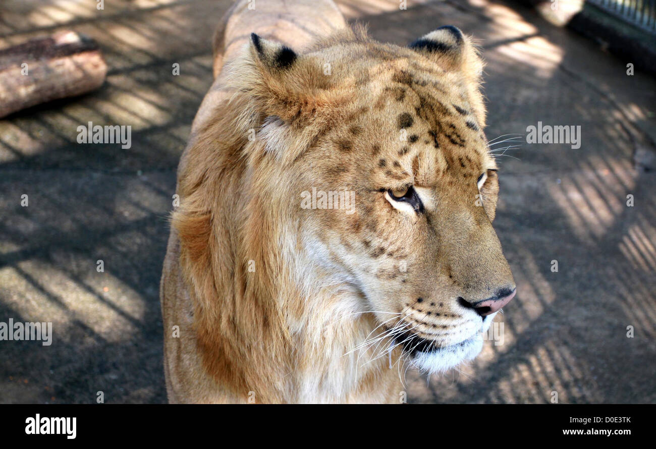 Liger hi-res stock photography and images - Alamy