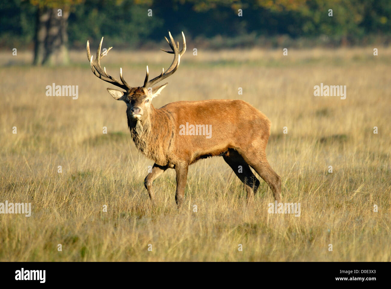 Big stag hi-res stock photography and images - Alamy