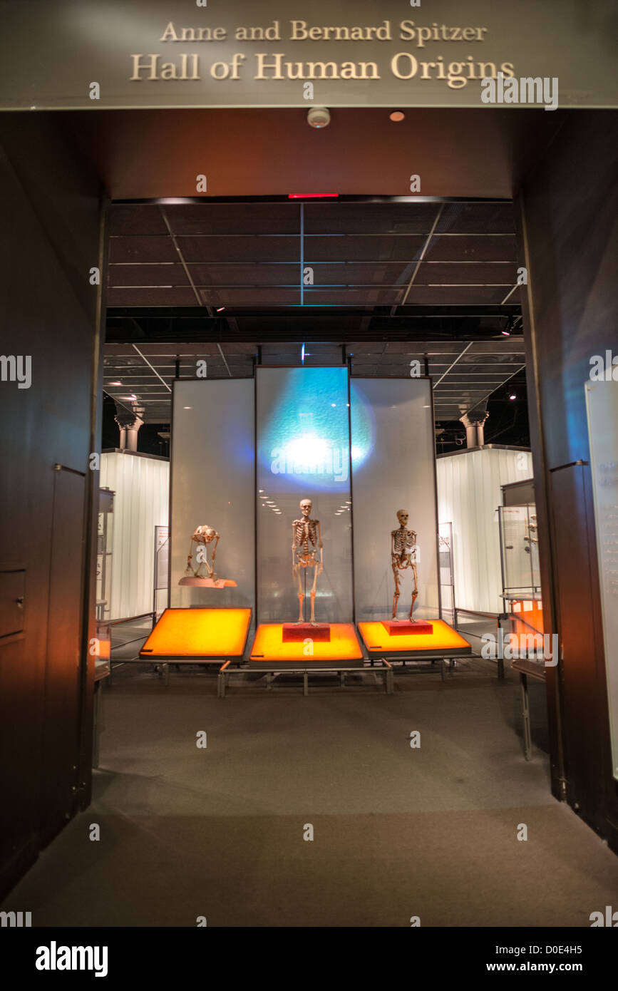 Human origins hall hi-res stock photography and images - Alamy