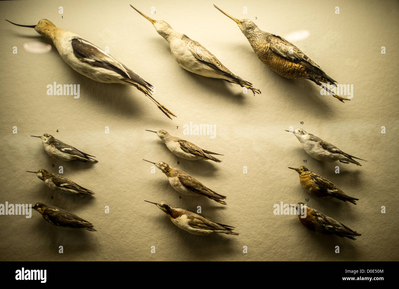 Bird specimens on display at the Museum of Natural History in New York ...