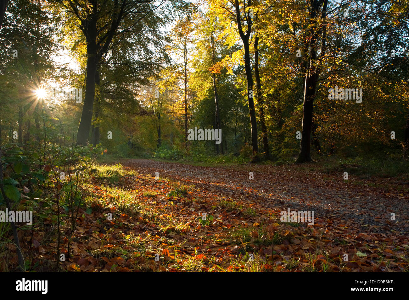 Savernake forest hi-res stock photography and images - Alamy