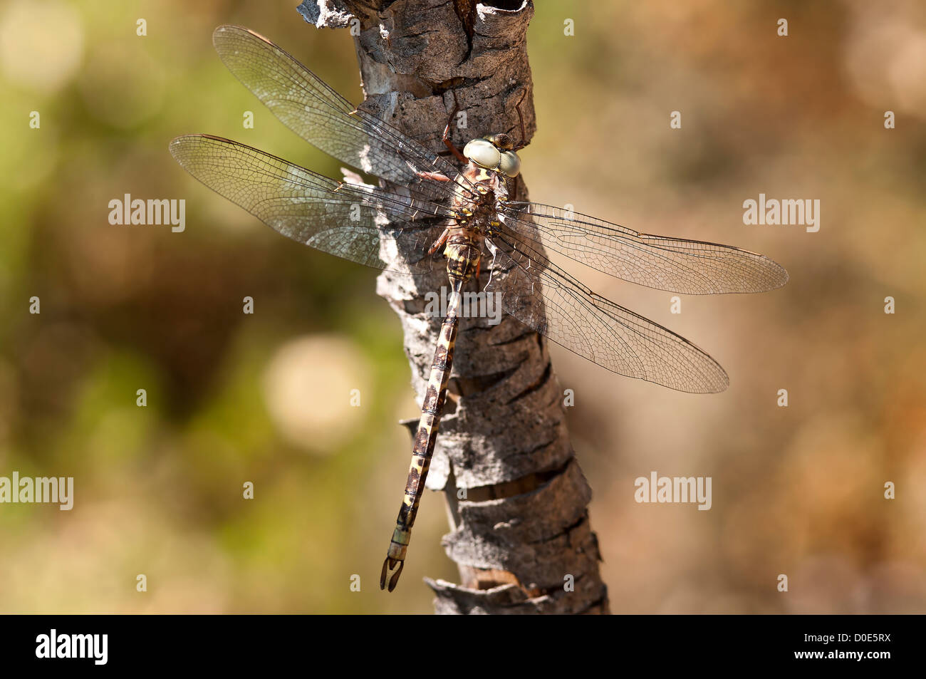Boyeria irene, male, Sesimbra, Portugal Stock Photo - Alamy