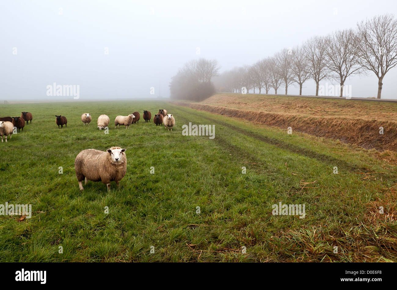 Dutch sheep on pasture covered with dense fog Stock Photo - Alamy