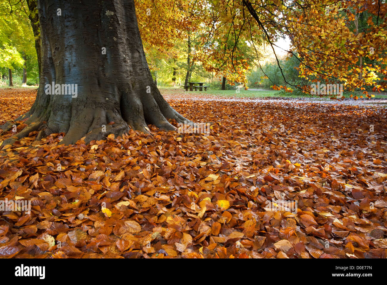 Fallen beech leaves in autumn in Savernake Forest near Marlborough ...