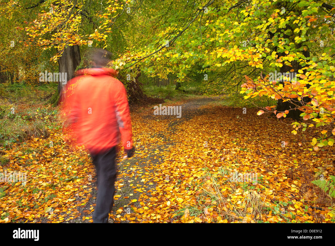 Walker walking footpath through the autumn trees, Savernake Forest ...