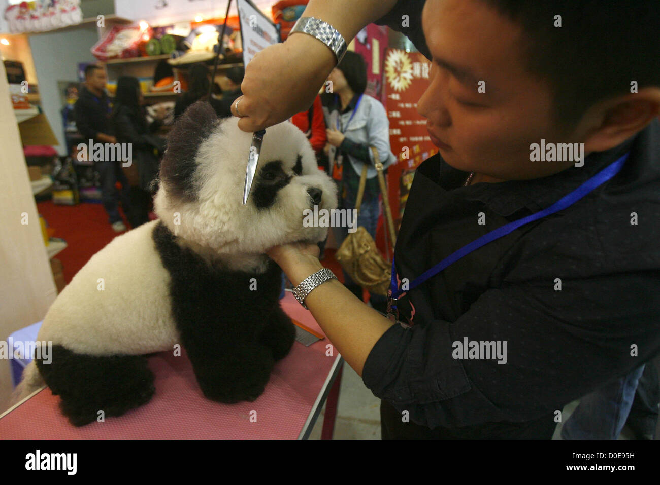 A Dog That Looks Like A Panda