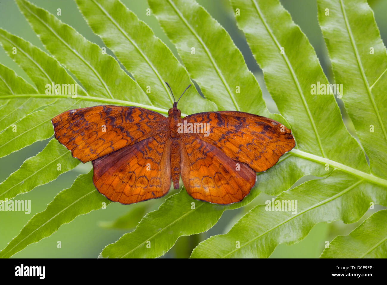 Angled Castor Butterfly Stock Photo - Alamy
