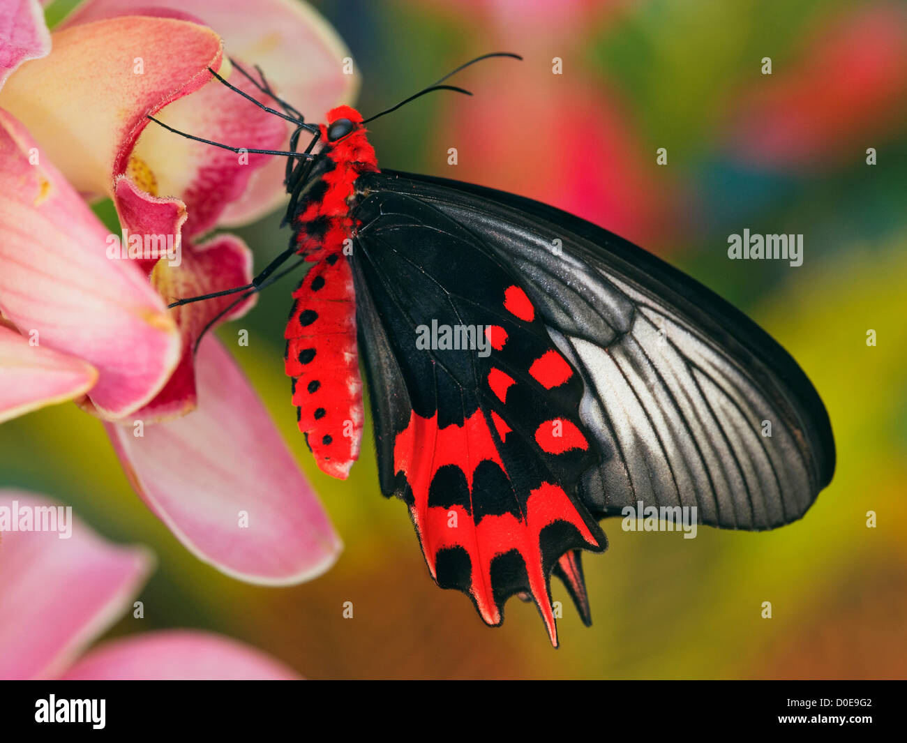 Female Bat Wing Butterfly Stock Photo - Alamy