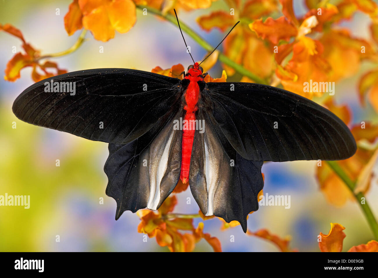 Bat wing butterfly hi-res stock photography and images - Alamy