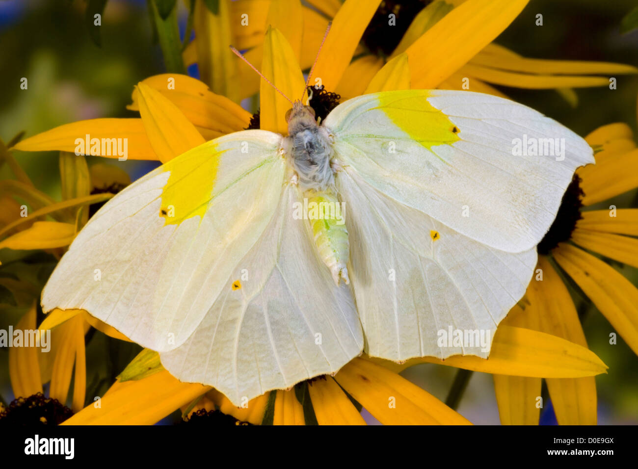 Ghost Sulphur Butterfly Stock Photo - Alamy