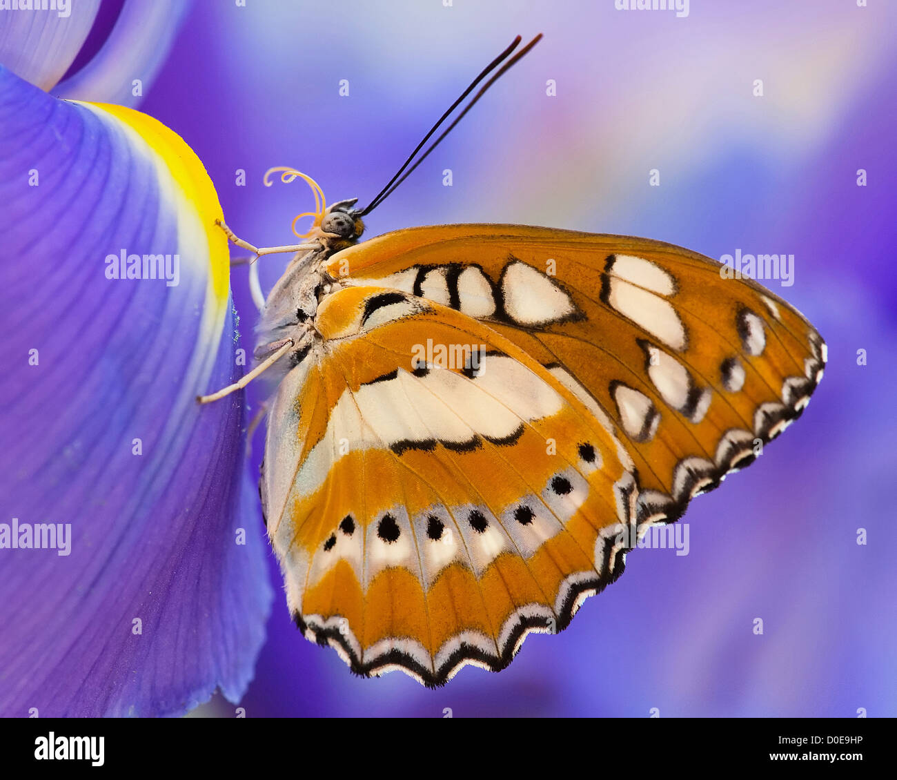 The color sergeant of hi-res stock photography and images - Alamy