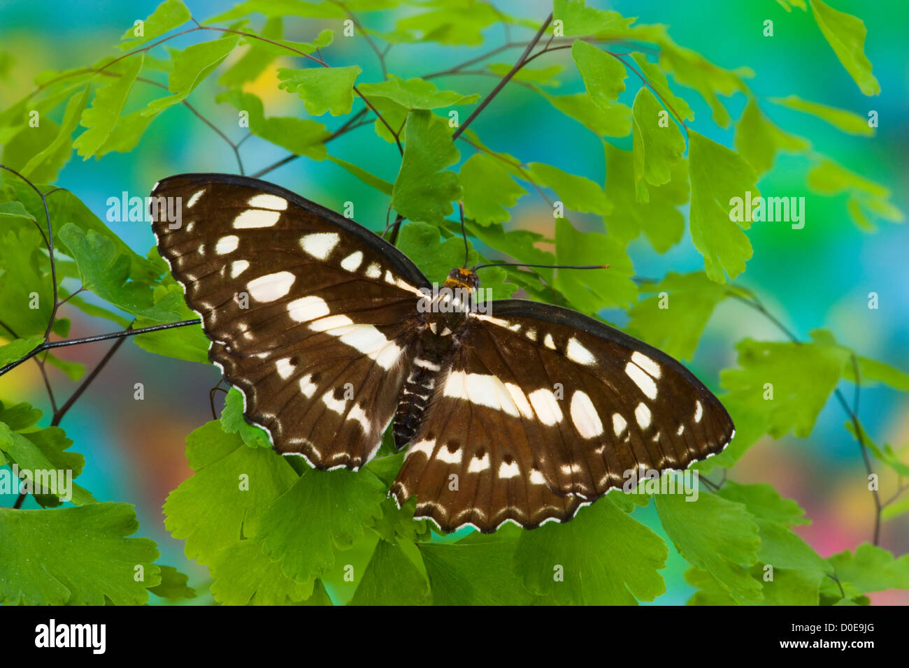 Common Sergeant Butterfly Stock Photo - Alamy