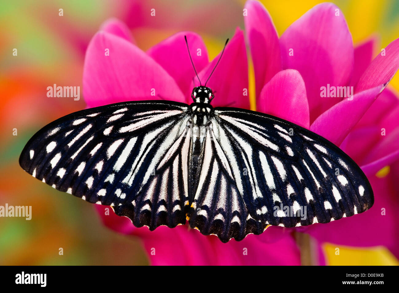 Common Mime Butterfly Stock Photo - Alamy