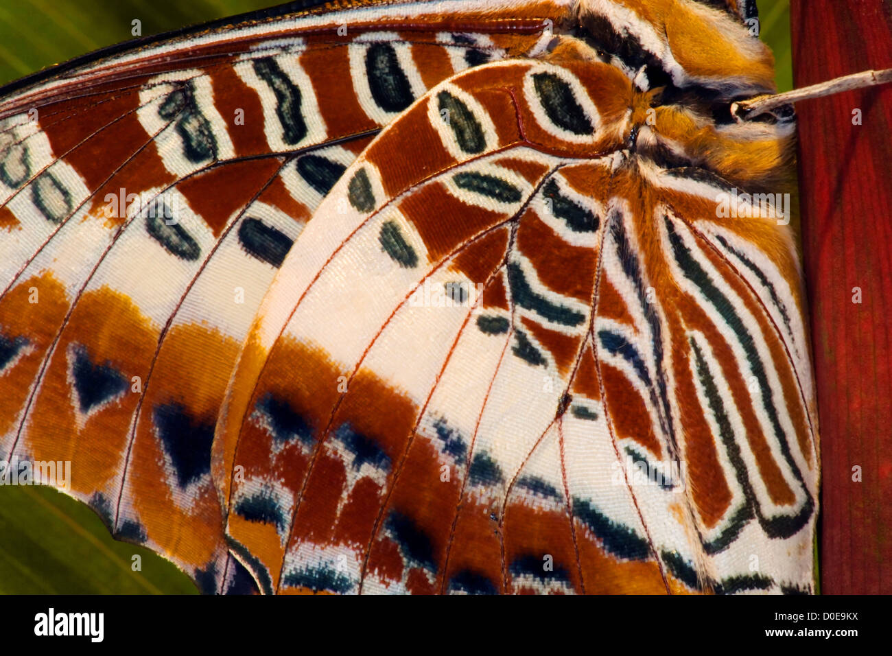 Barred wing pattern hi-res stock photography and images - Alamy