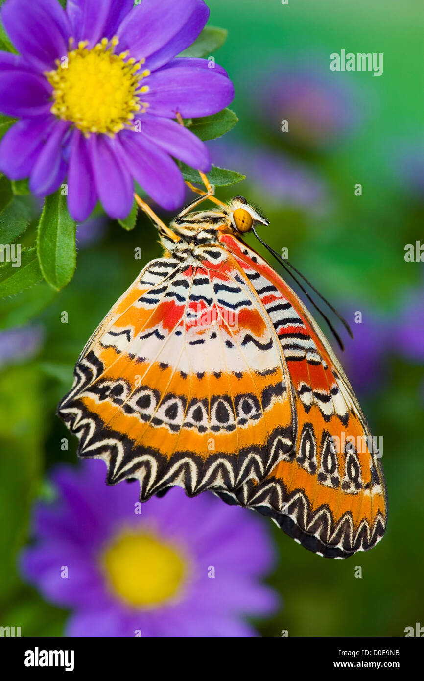 Common Lacewing Butterfly Stock Photo - Alamy