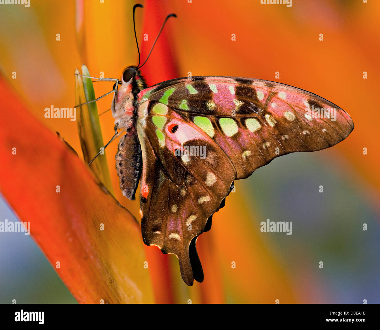 Tailed Jay Butterfly Stock Photo - Alamy