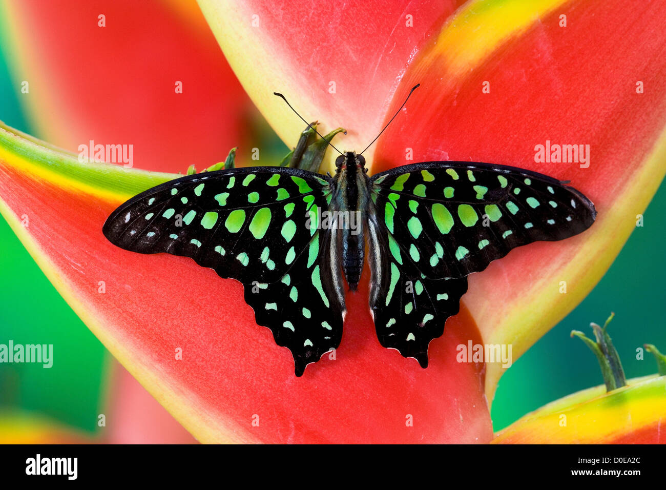 Tailed Jay Butterfly Stock Photo - Alamy