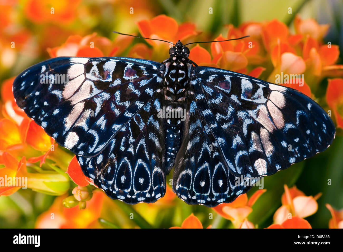 Starry Night Butterfly Stock Photo - Alamy