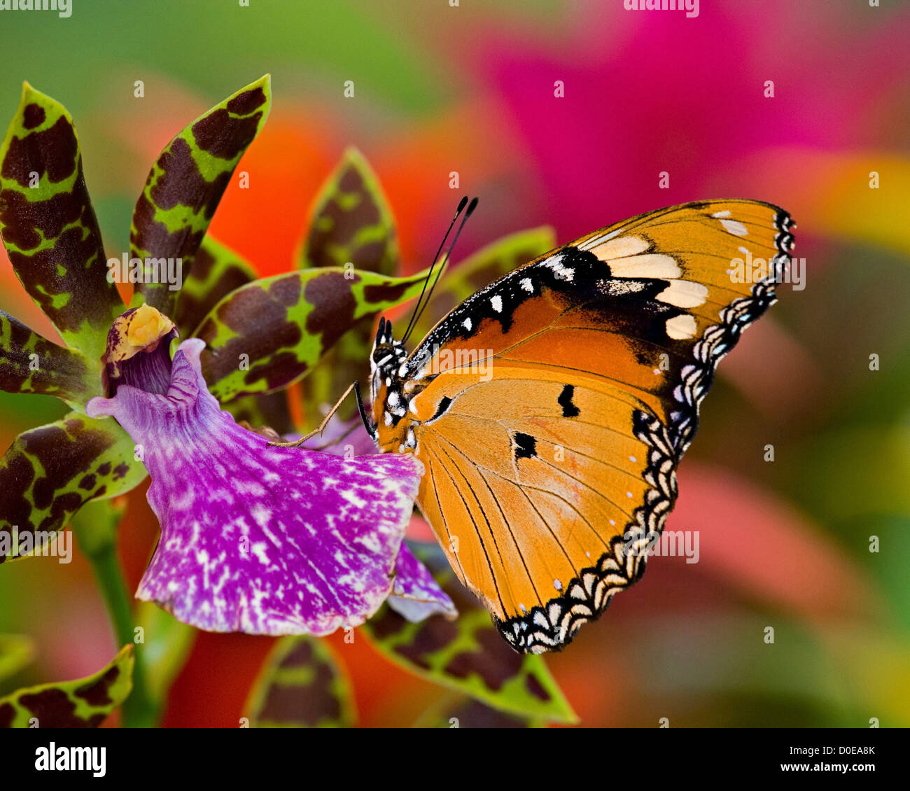 Danaid eggfly butterfly hi-res stock photography and images - Alamy