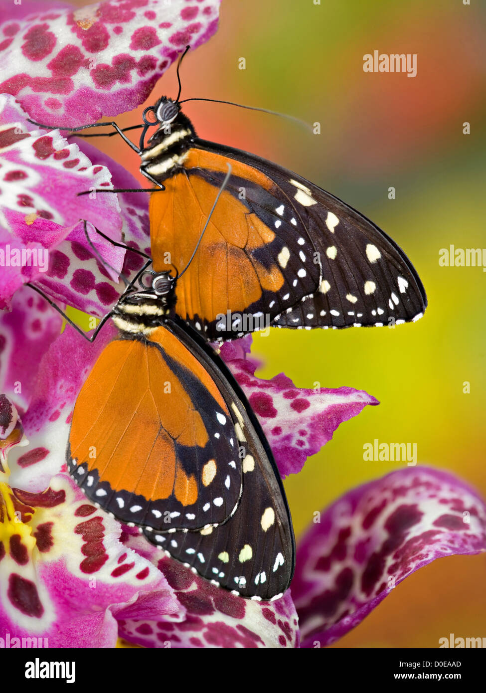 Spotted Tiger Glassywings Stock Photo - Alamy