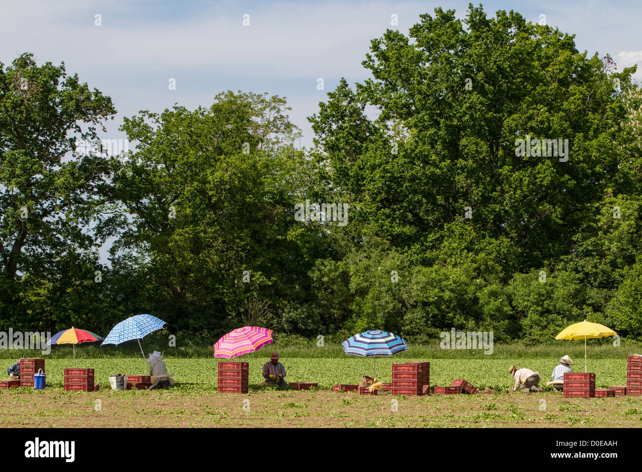RADISH CROP AND HARVEST SULLY-SUR-LOIRE LOIRET (45) FRANCE Stock Photo ...