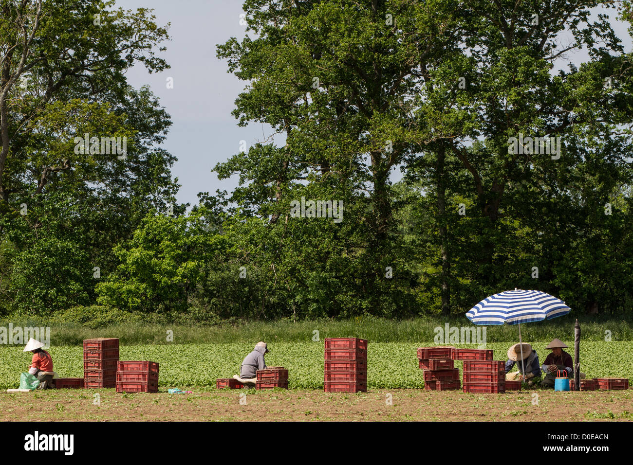 RADISH CROP AND HARVEST SULLY-SUR-LOIRE LOIRET (45) FRANCE Stock Photo ...